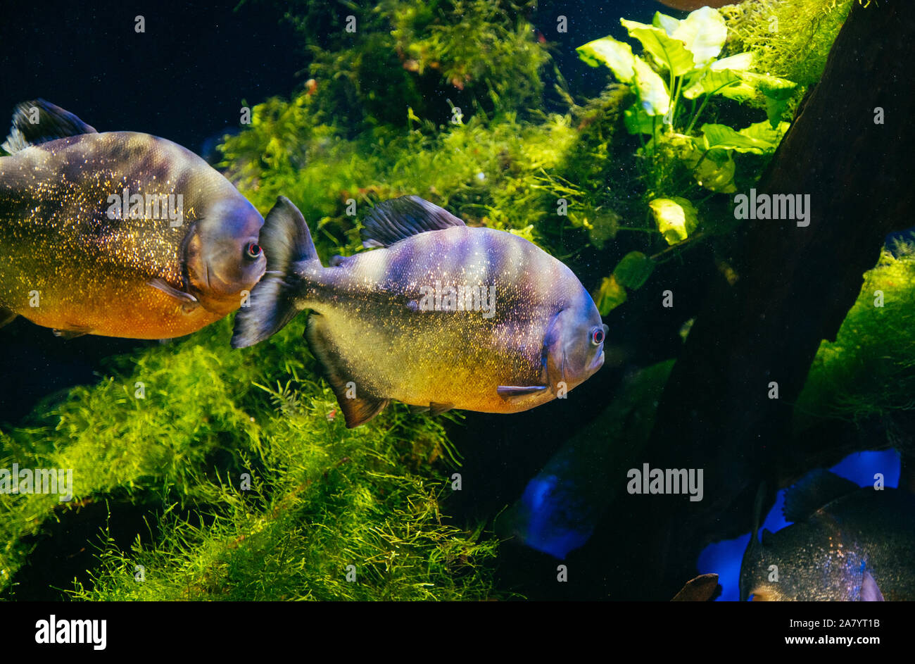 Piranha arnivorous fish in Monaco city tropical aquarium Stock Photo ...