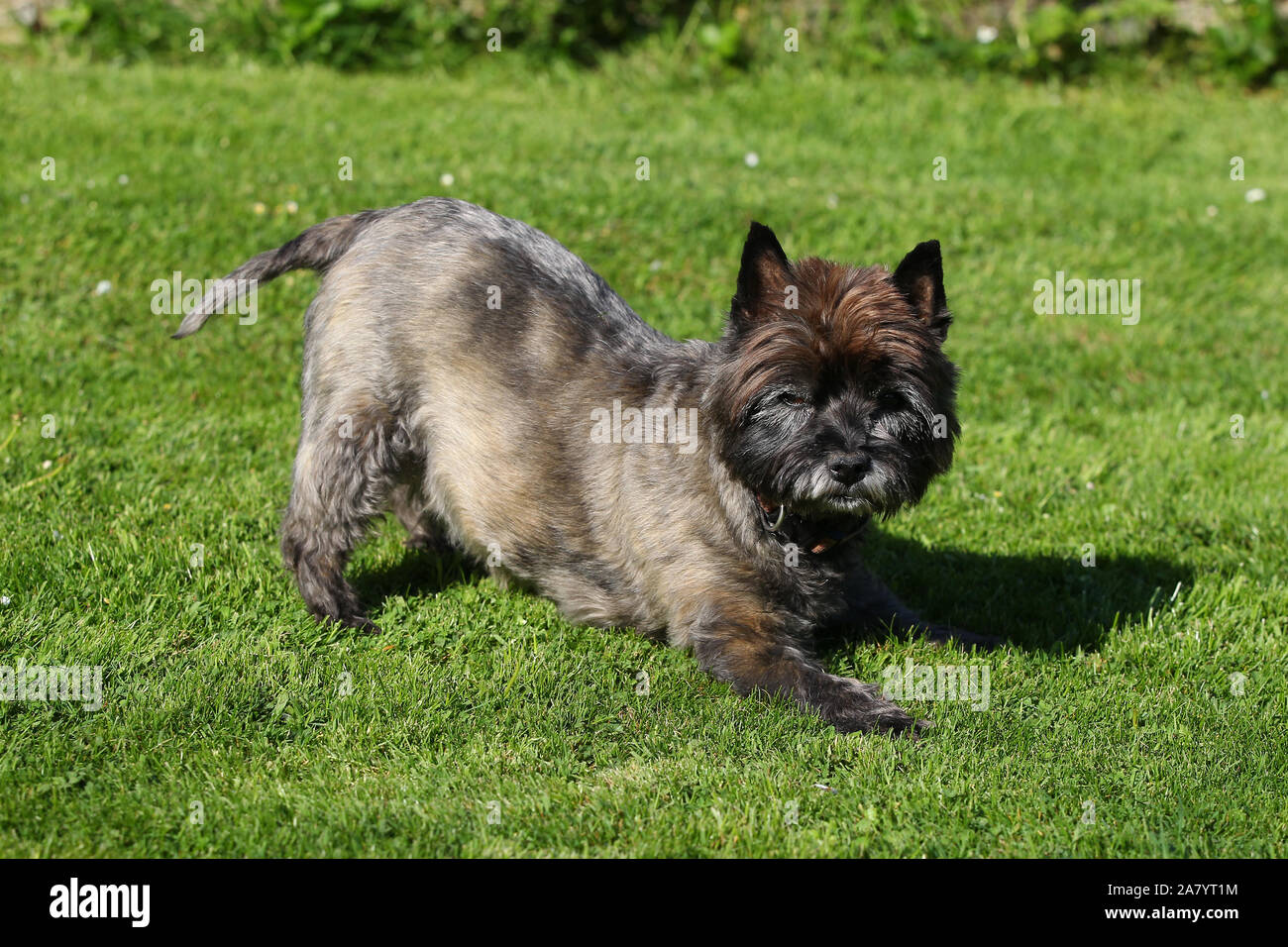 Short haired skye terrier hi-res stock photography and images - Alamy