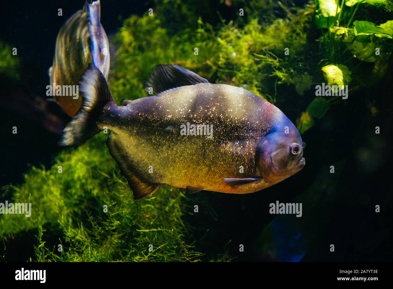 Piranha arnivorous fish in Monaco city tropical aquarium Stock Photo ...