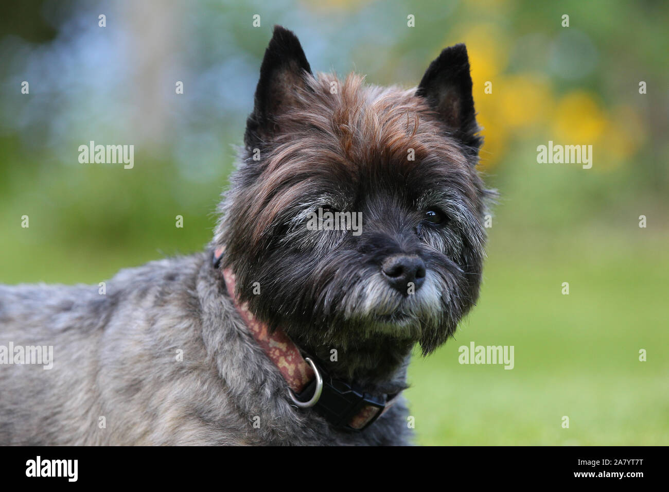 Short haired skye terrier hi-res stock photography and images - Alamy