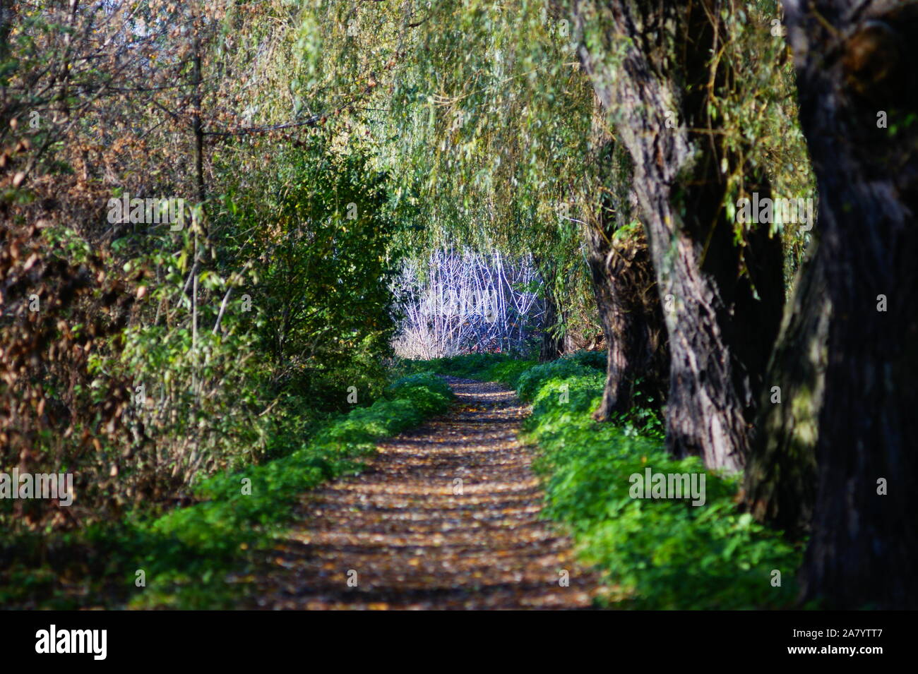 pathway among trees and bushes Stock Photo - Alamy