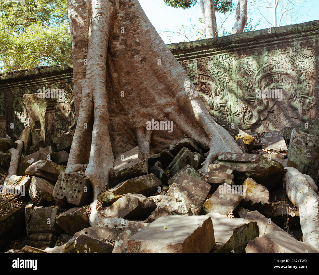 Trees grow through stones in Angkor Wat Temple in Cambodia Stock Photo ...
