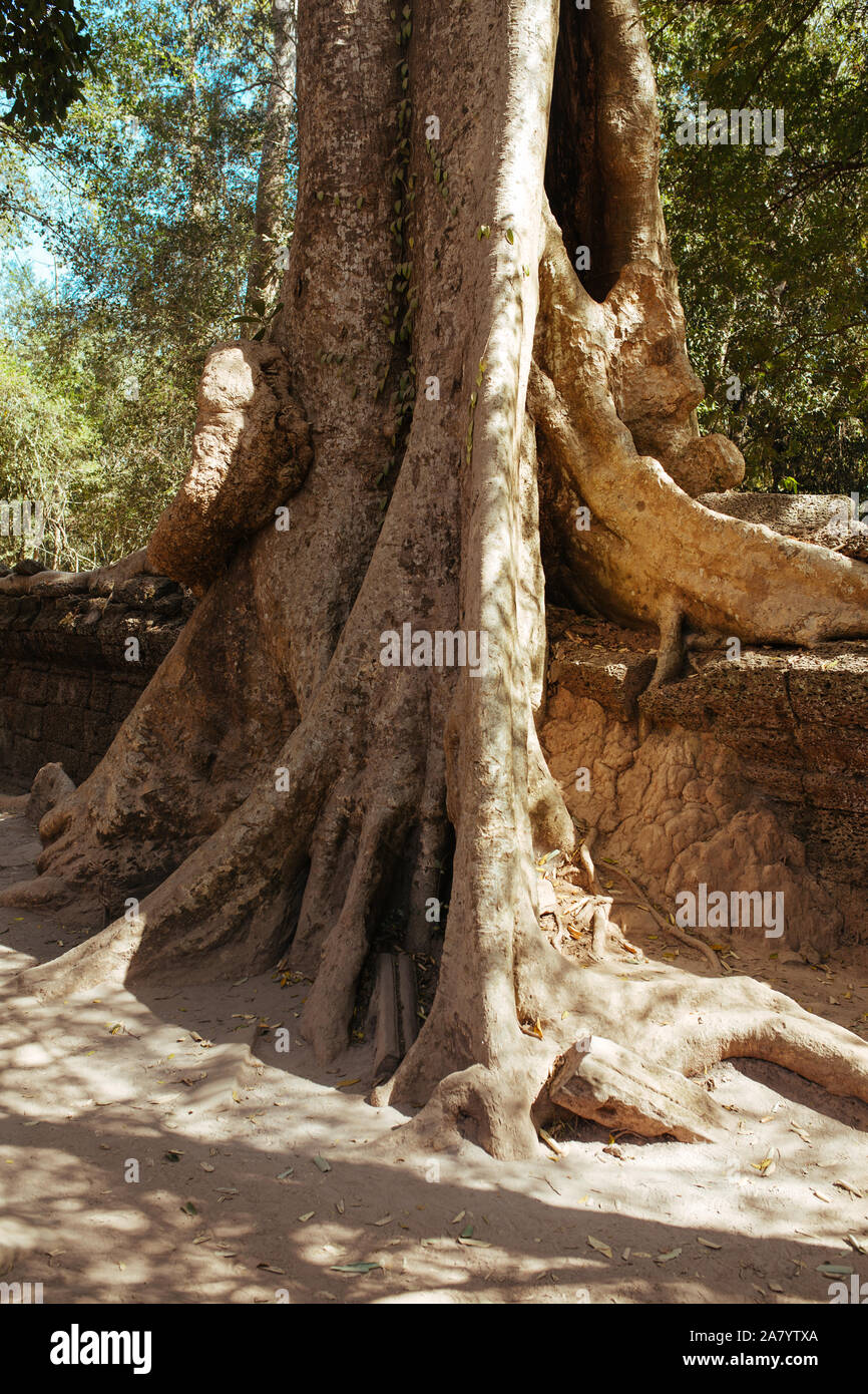 Trees grow through stones in Angkor Wat Temple in Cambodia Stock Photo ...