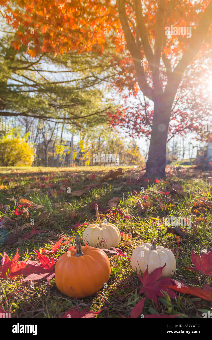Fall scene hi-res stock photography and images - Alamy