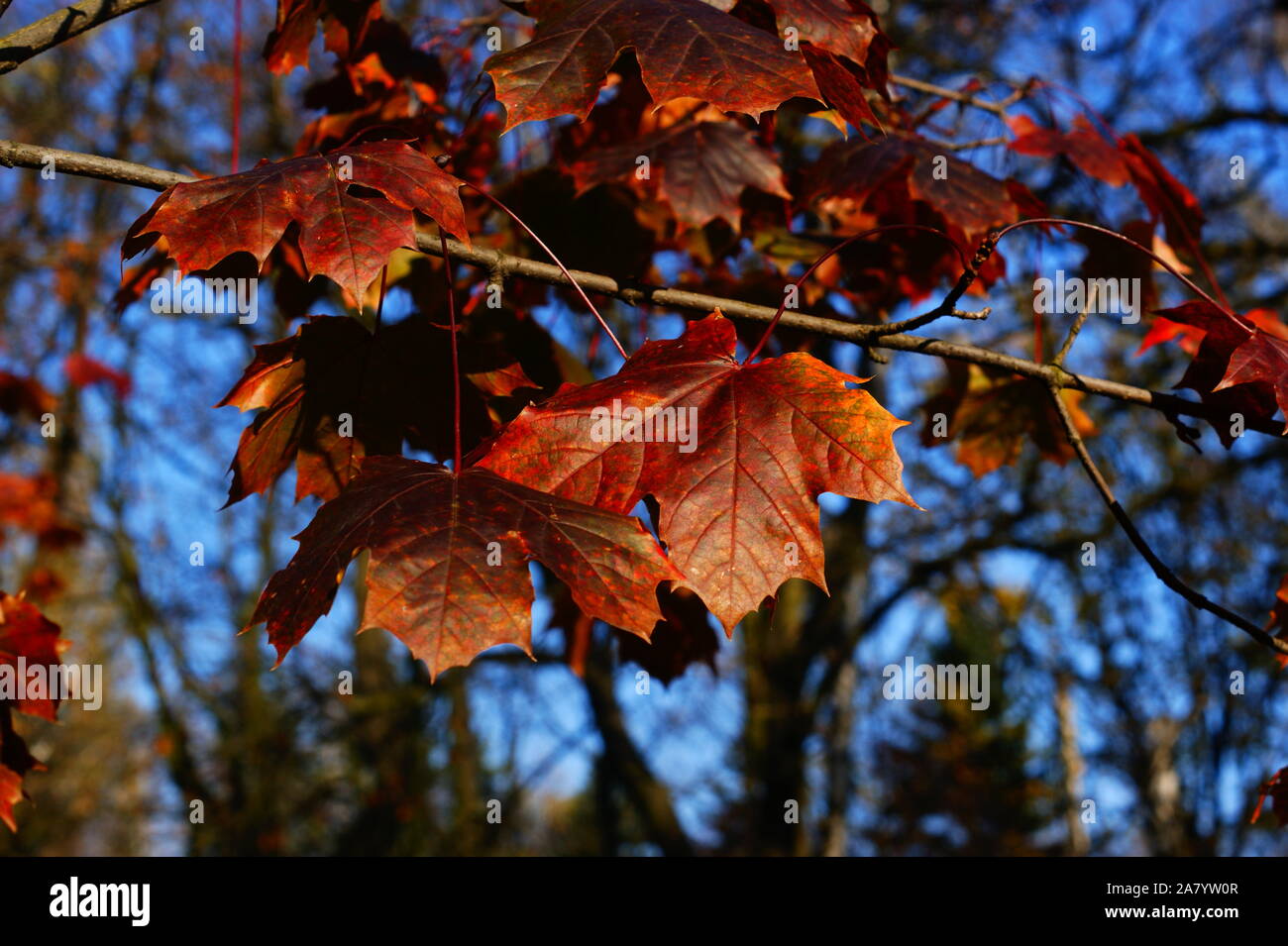 Shades of brown leaves hi-res stock photography and images - Alamy