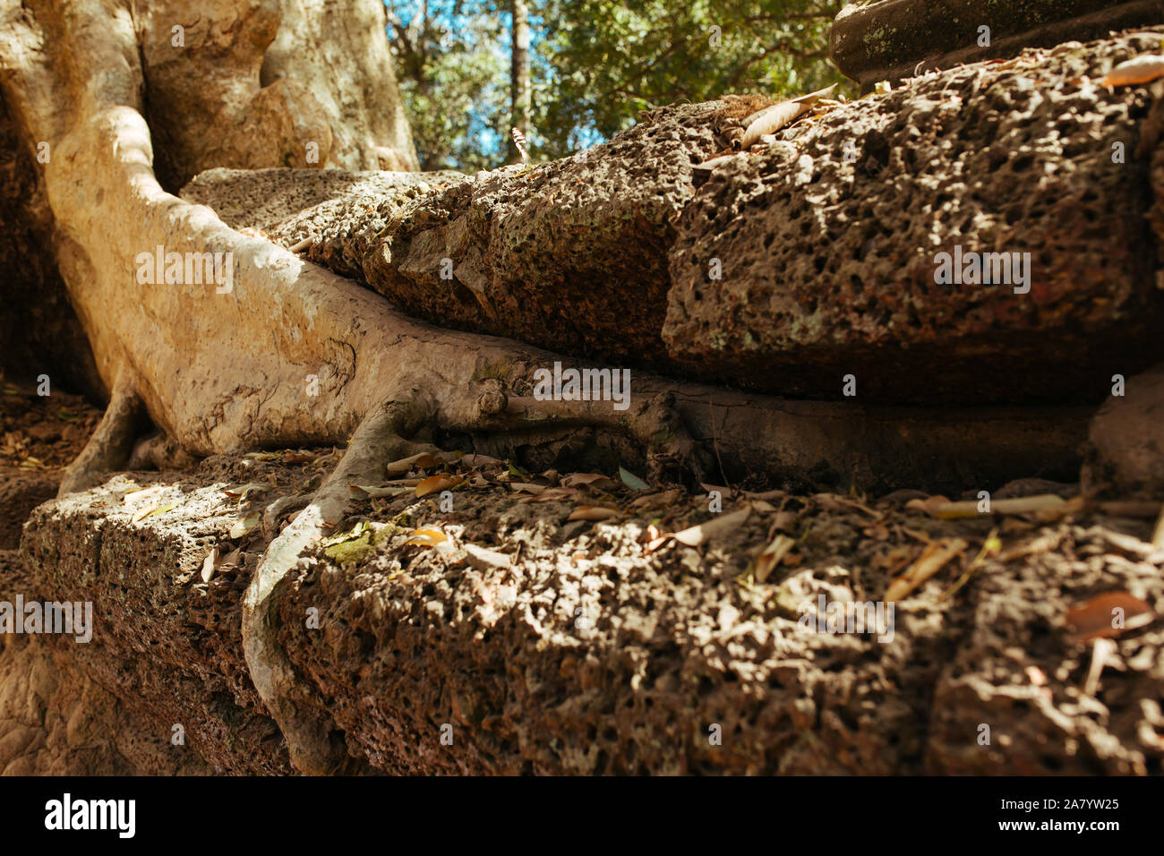 Trees grow through stones in Angkor Wat Temple in Cambodia Stock Photo ...