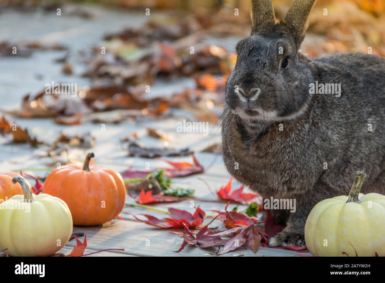 Happy thanksgiving celebration turkey rabbit hi-res stock photography ...