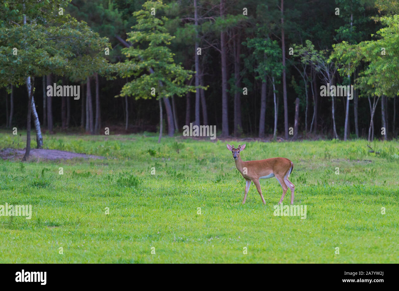 Antlers growing hi-res stock photography and images - Alamy