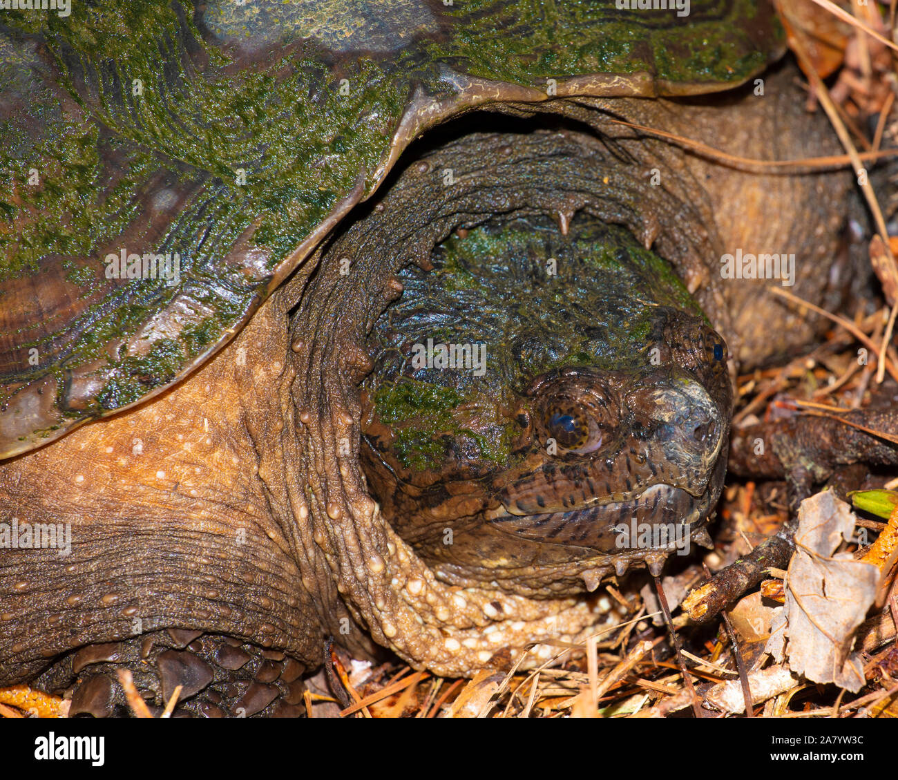 Large turtle hi-res stock photography and images - Alamy