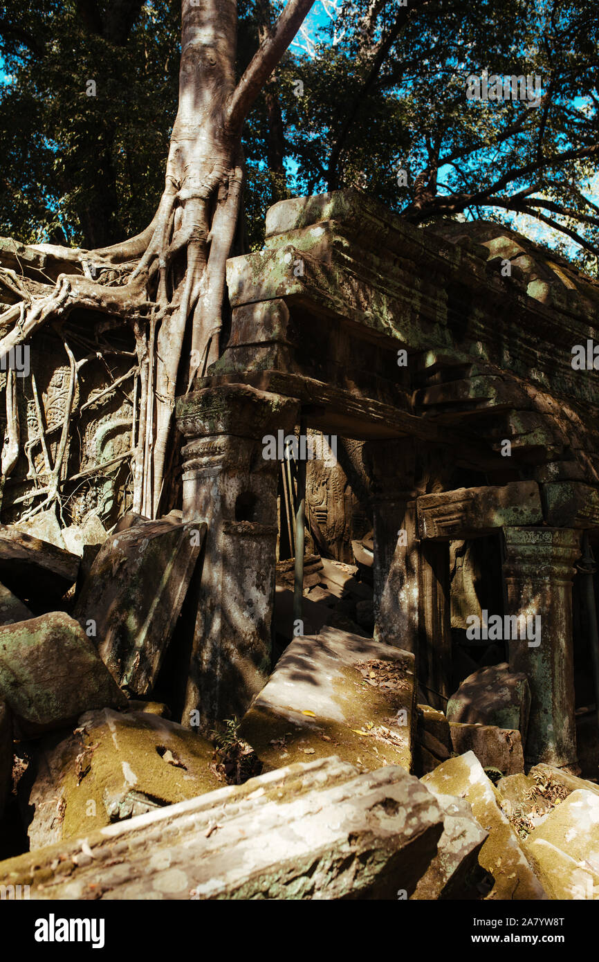Trees grow through stones in Angkor Wat Temple in Cambodia Stock Photo ...