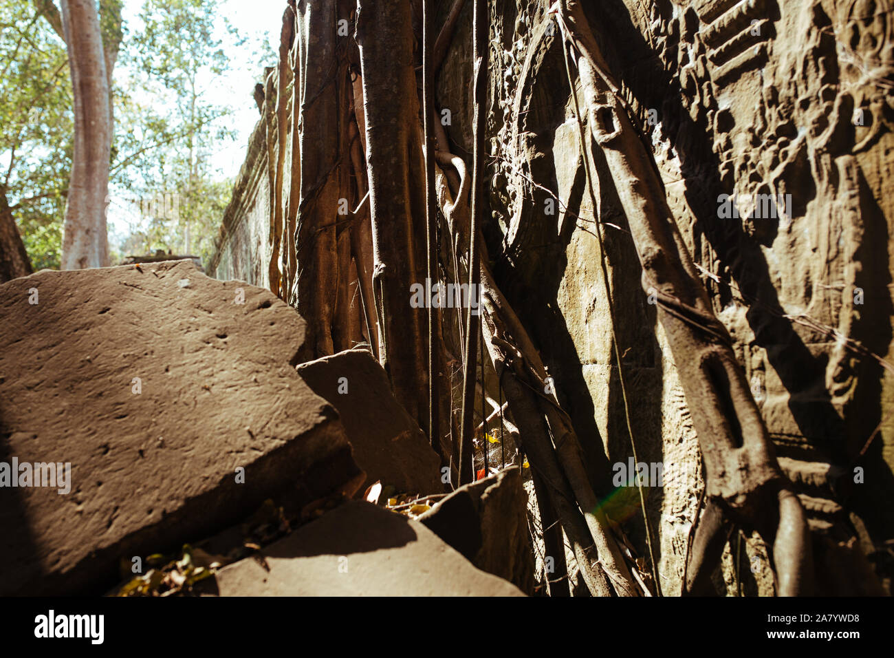 Trees grow through stones in Angkor Wat Temple in Cambodia Stock Photo ...