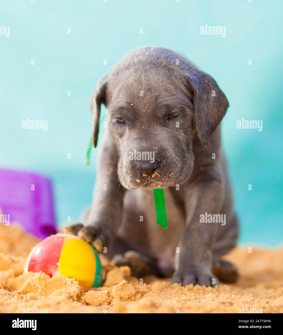 Purebred blue Great Dane puppy exhausted with a beach ball Stock Photo ...