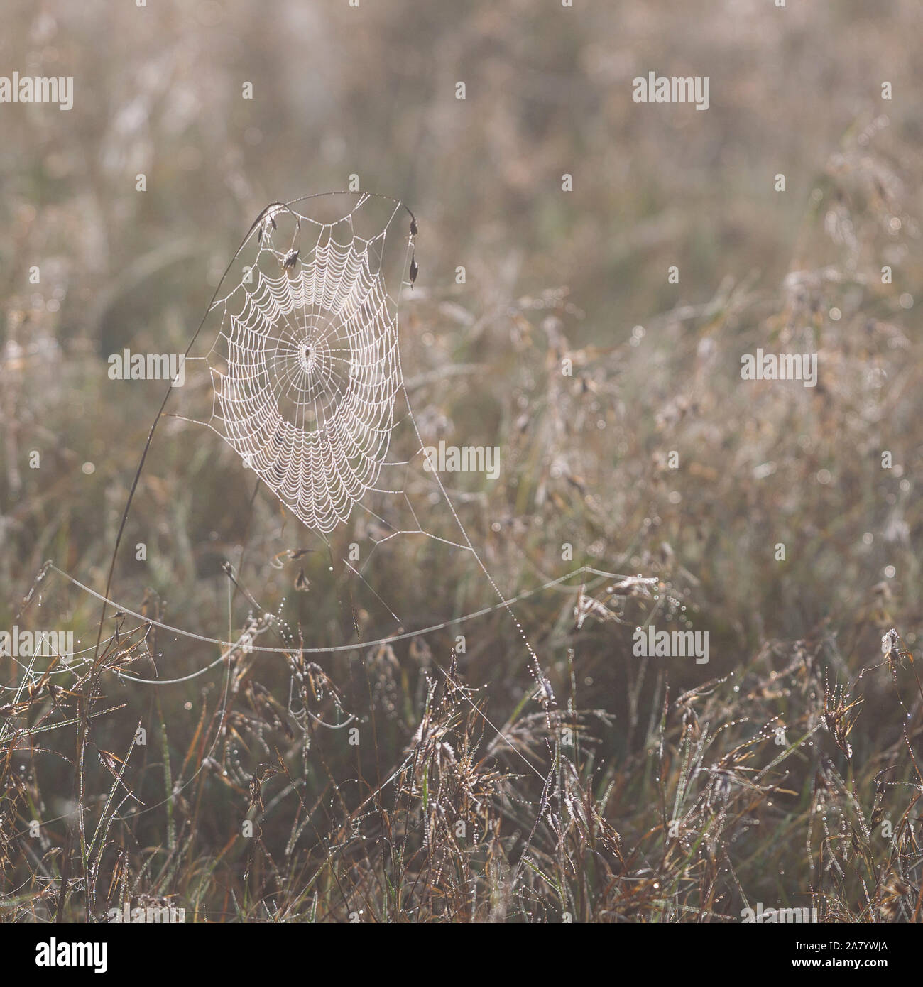 Back-lit spiders web on long grass in early morning light, square ...