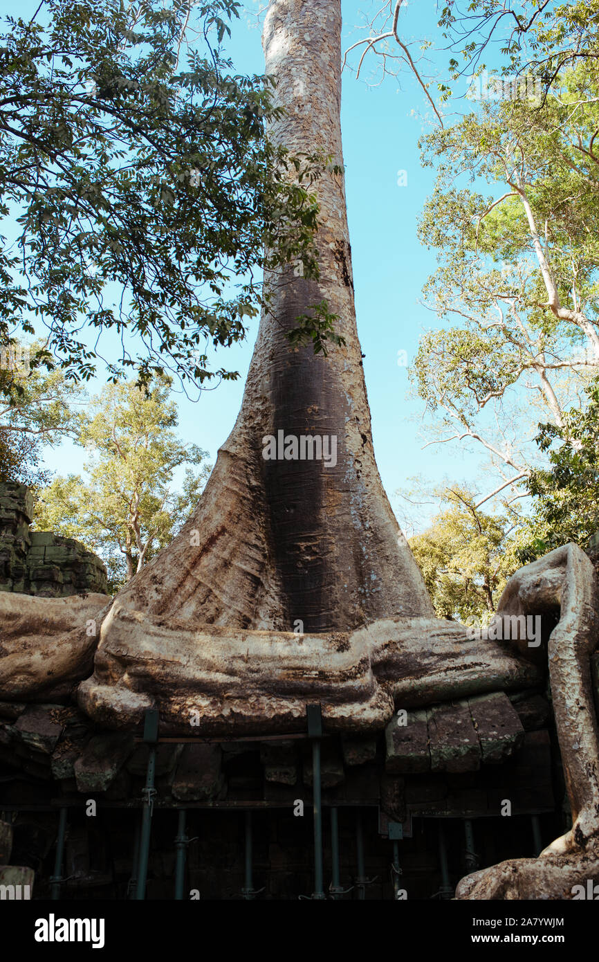 Trees grow through stones in Angkor Wat Temple in Cambodia Stock Photo ...