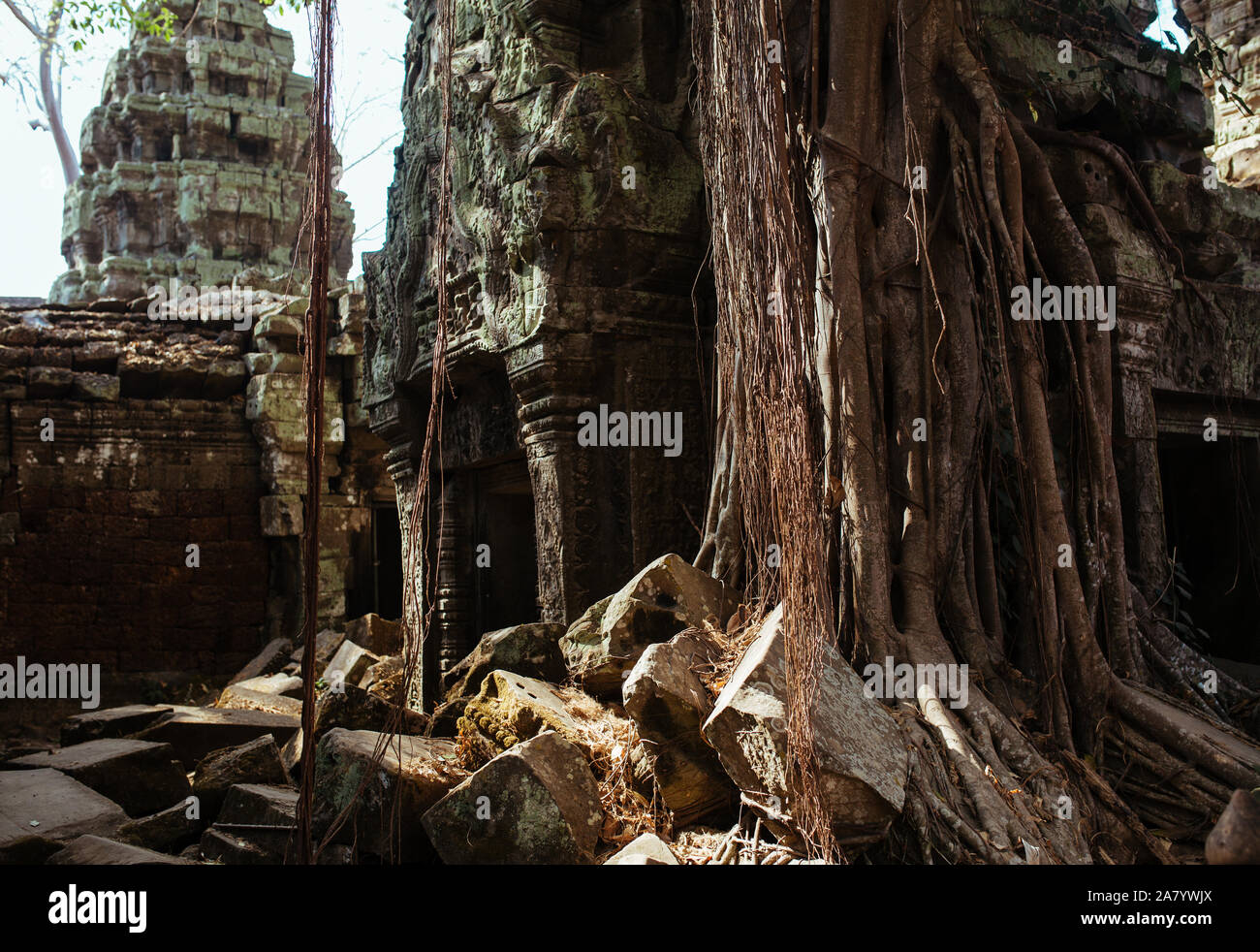 Trees grow through stones in Angkor Wat Temple in Cambodia Stock Photo ...