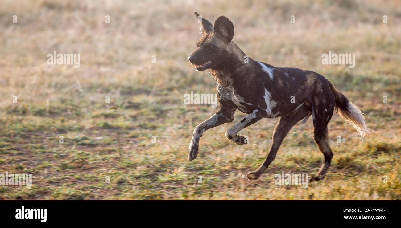 A single adult wild dog out hunting, running across in light early ...