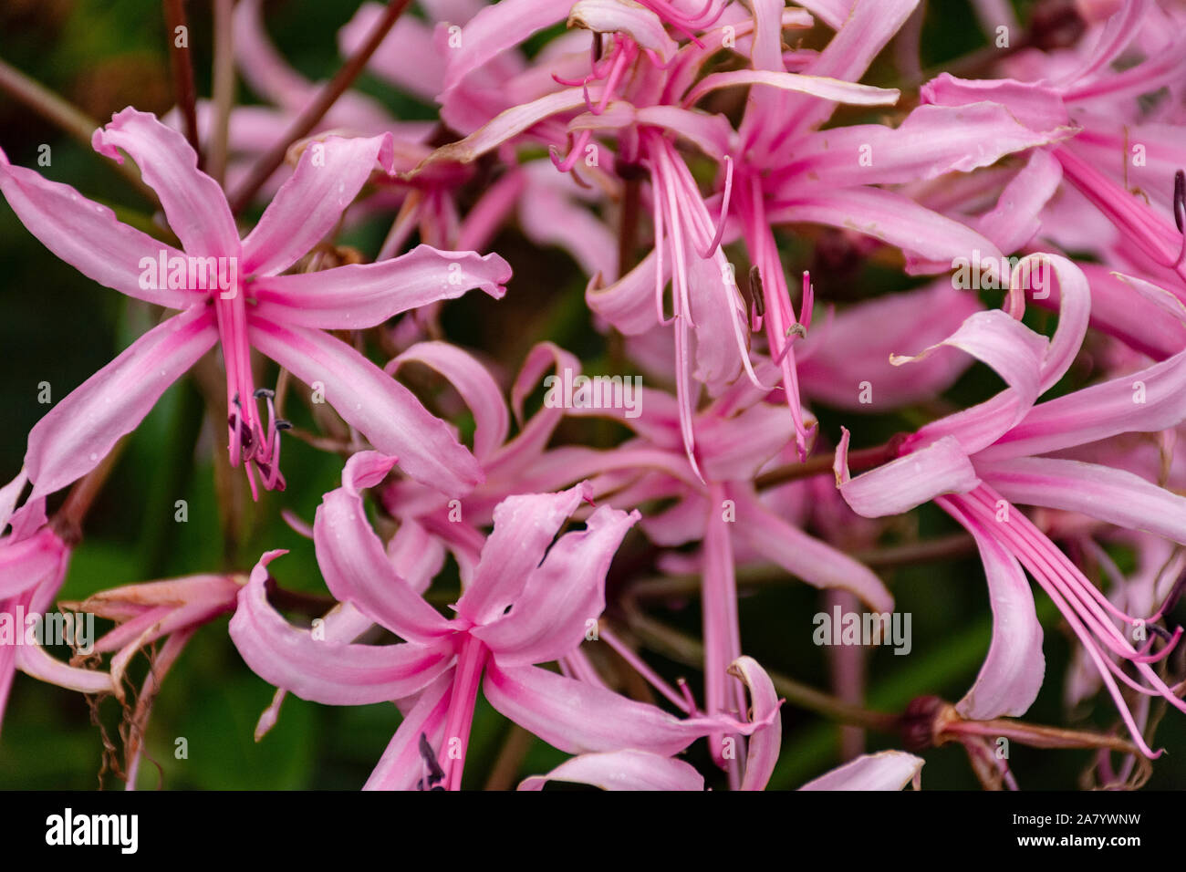 Nerine Bowdenii glowers in pink. Large group of flowers. Amaryllidaceae ...