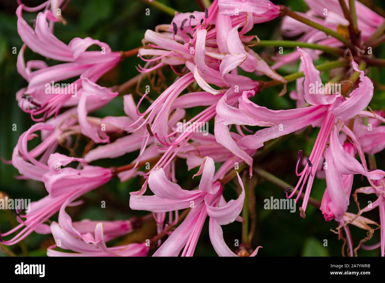 Nerine Bowdenii glowers in pink. Large group of flowers. Amaryllidaceae ...