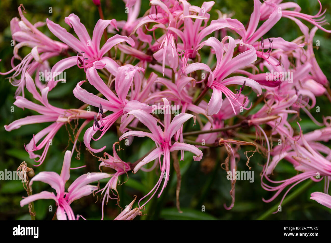 Nerine Bowdenii glowers in pink. Large group of flowers. Amaryllidaceae ...