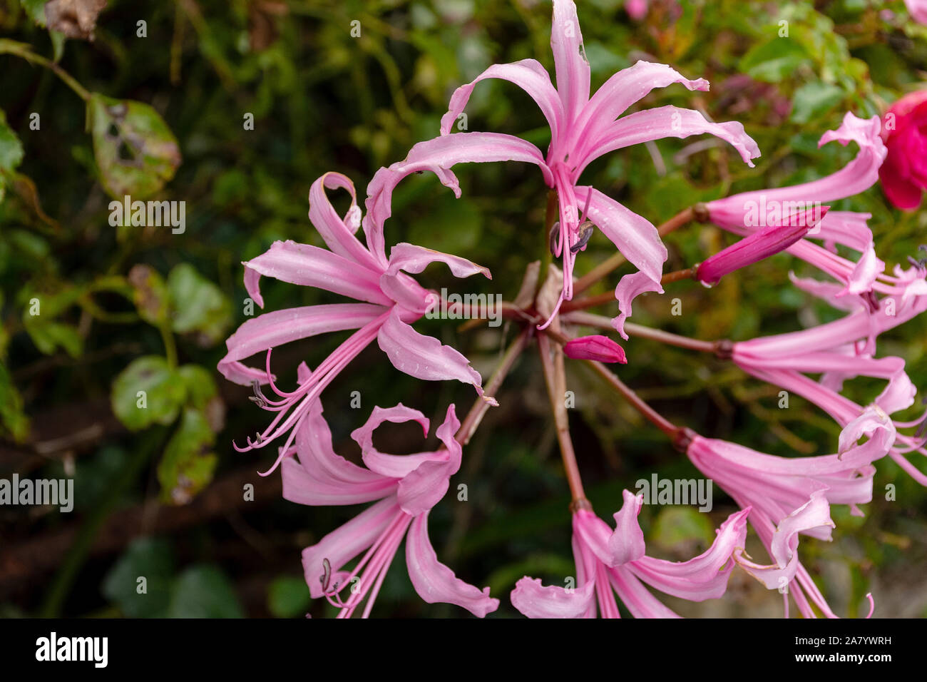 Nerine Bowdenii glowers in pink. Large group of flowers. Amaryllidaceae ...
