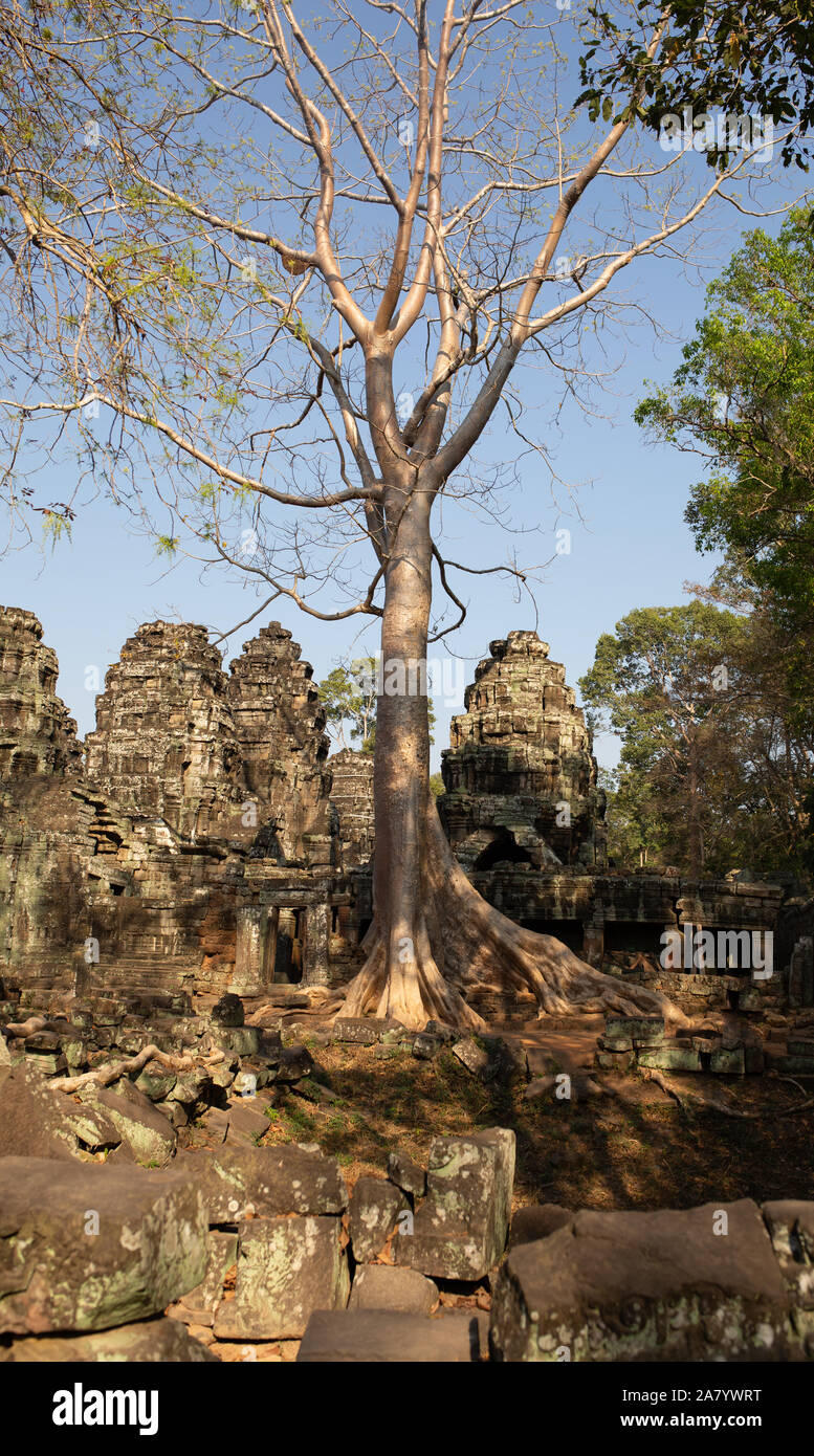 Trees grow through stones in Angkor Wat Temple in Cambodia Stock Photo ...