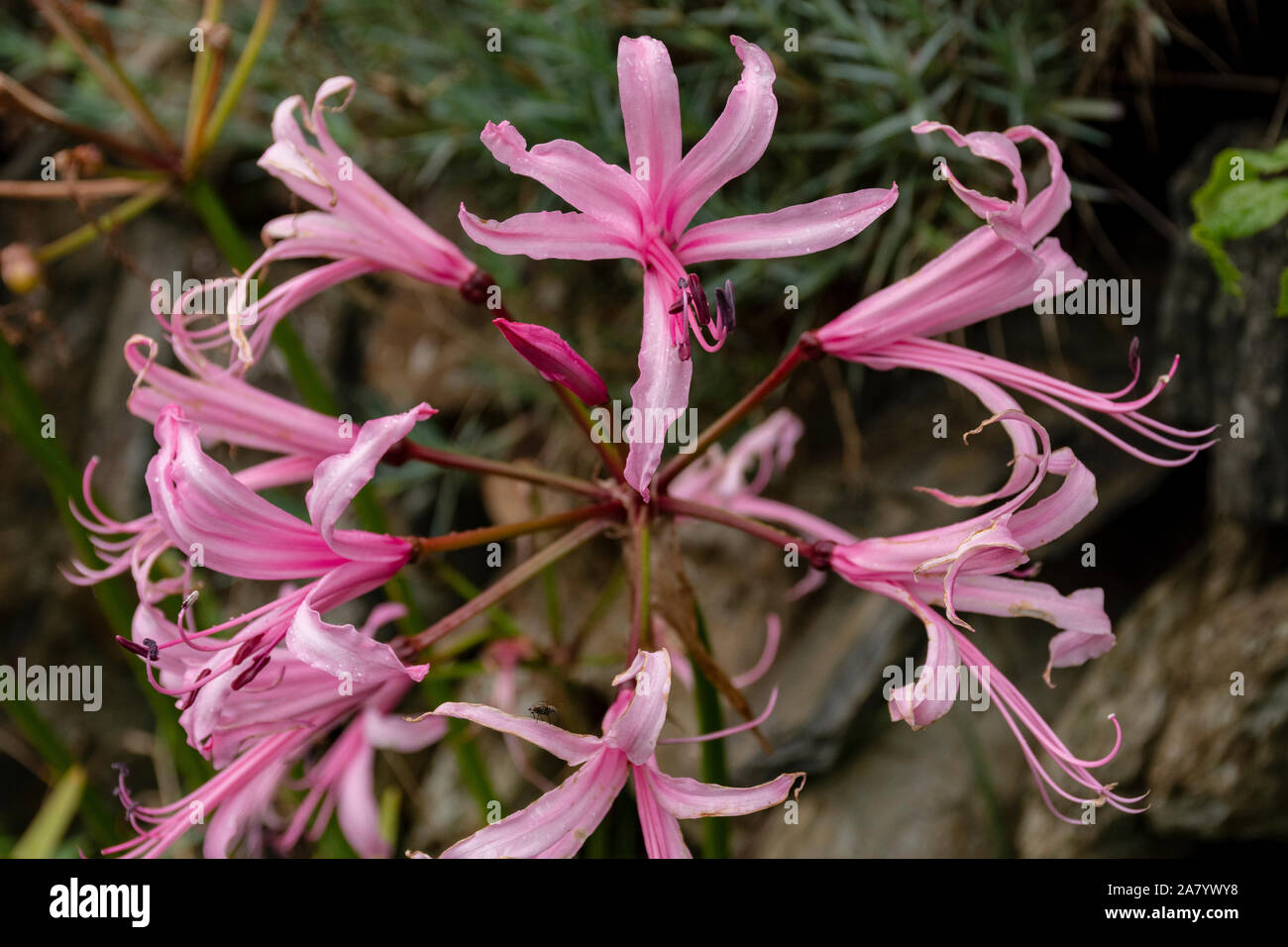 Nerine Bowdenii glowers in pink. Large group of flowers. Amaryllidaceae ...