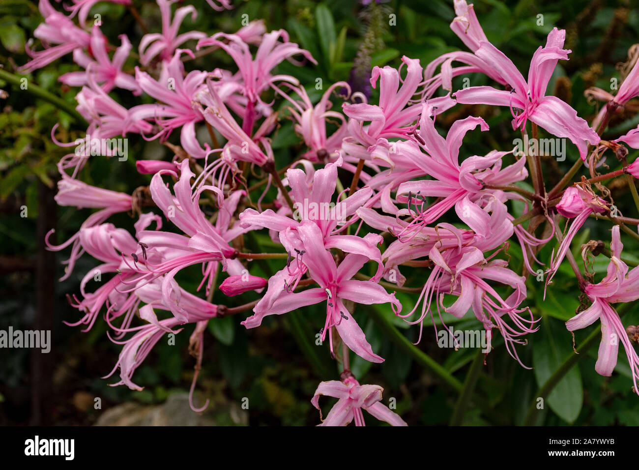 Nerine hi-res stock photography and images - Alamy