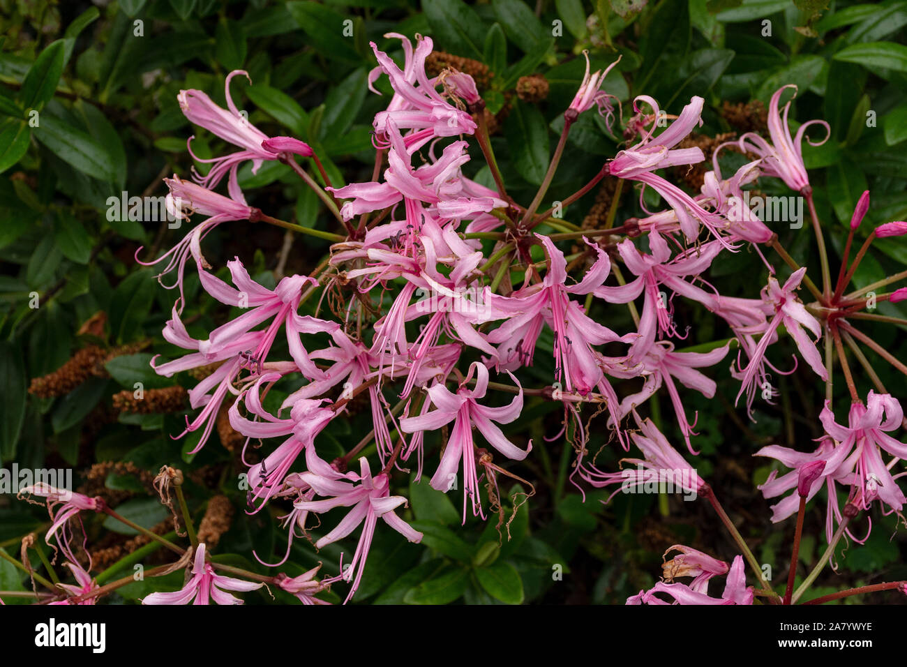 Red nerine flowers hi-res stock photography and images - Alamy