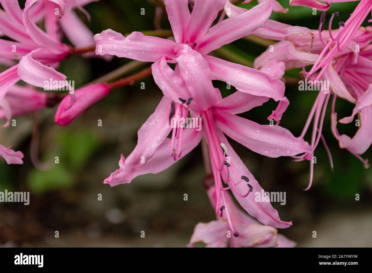 Nerine Bowdenii glowers in pink. Large group of flowers. Amaryllidaceae ...