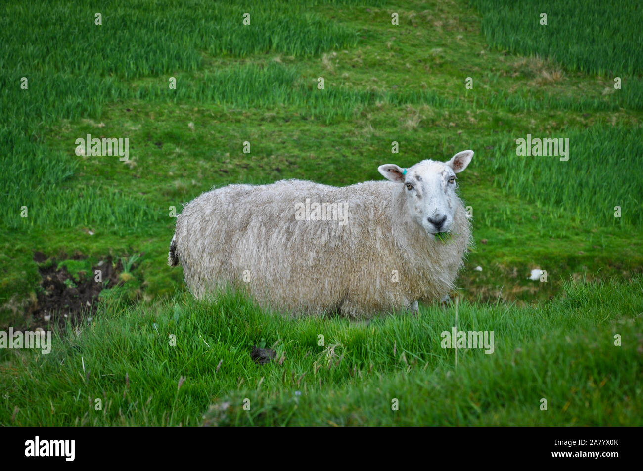Fluffy sheep hi-res stock photography and images - Alamy
