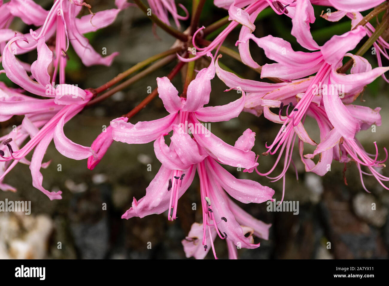 Nerine Bowdenii glowers in pink. Large group of flowers. Amaryllidaceae ...