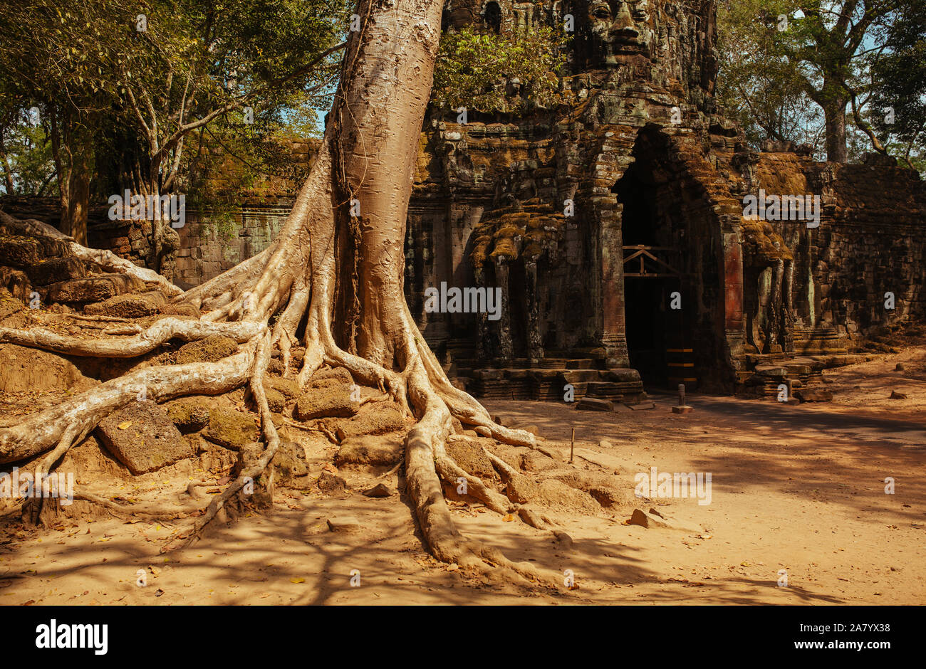 Trees grow through stones in Angkor Wat Temple in Cambodia Stock Photo ...