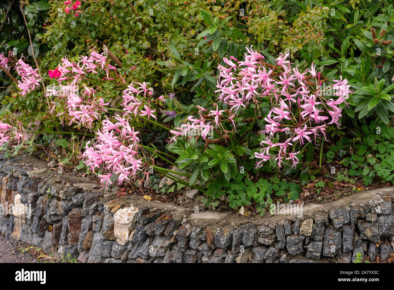 Nerine Bowdenii glowers in pink. Large group of flowers. Amaryllidaceae ...