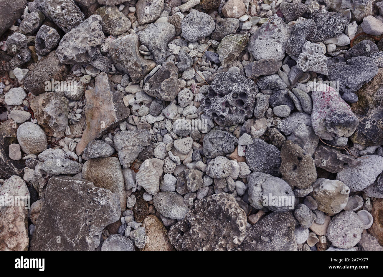 Texture of porous fossil stones Stock Photo - Alamy