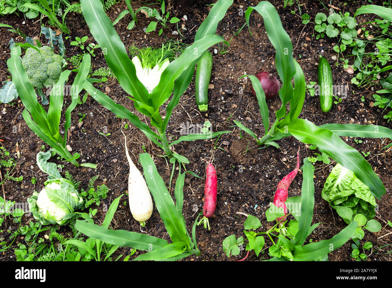 various organic vegetables in a corn field are lying on the ground ...