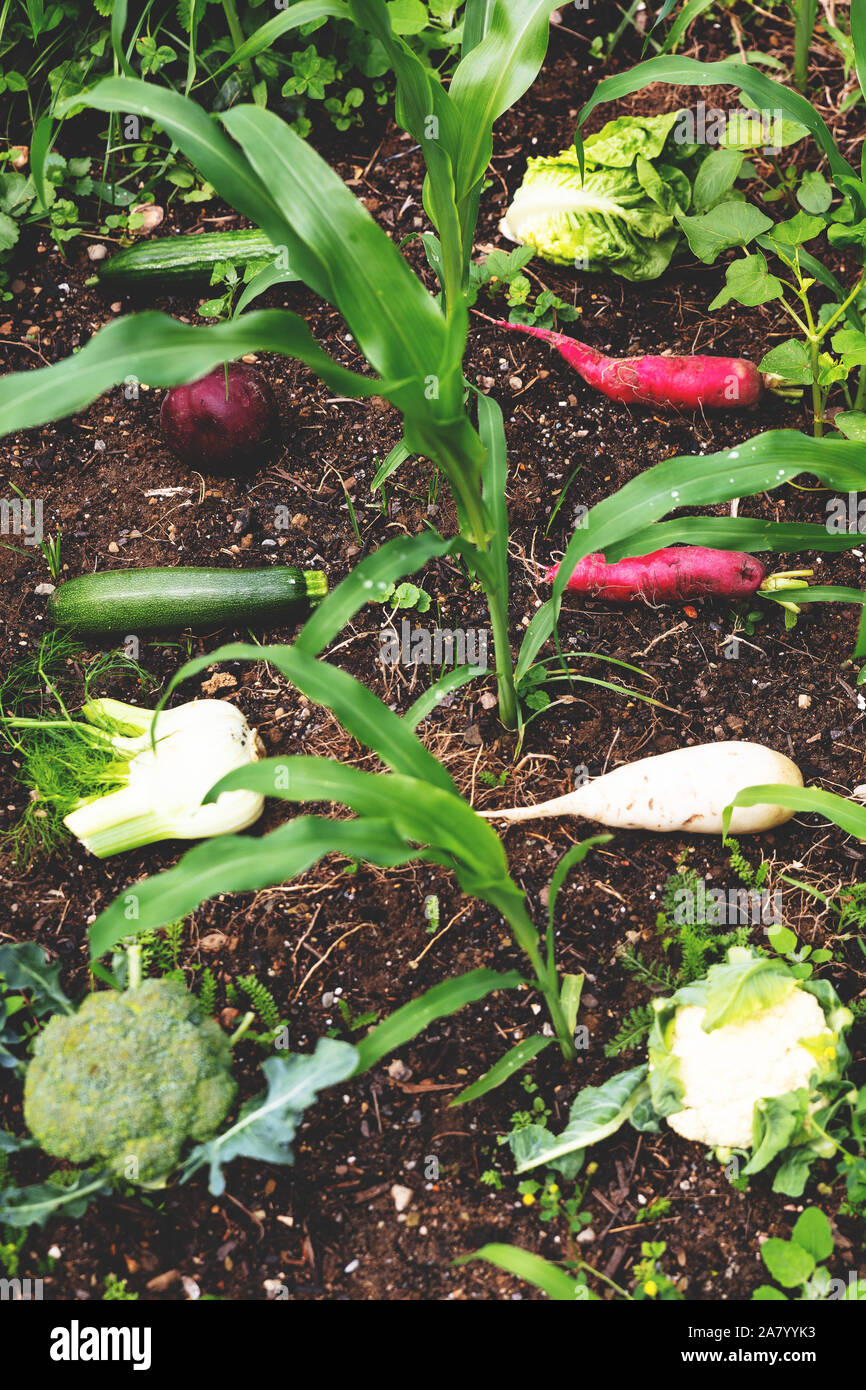 various organic vegetables in a corn field are lying on the ground ...