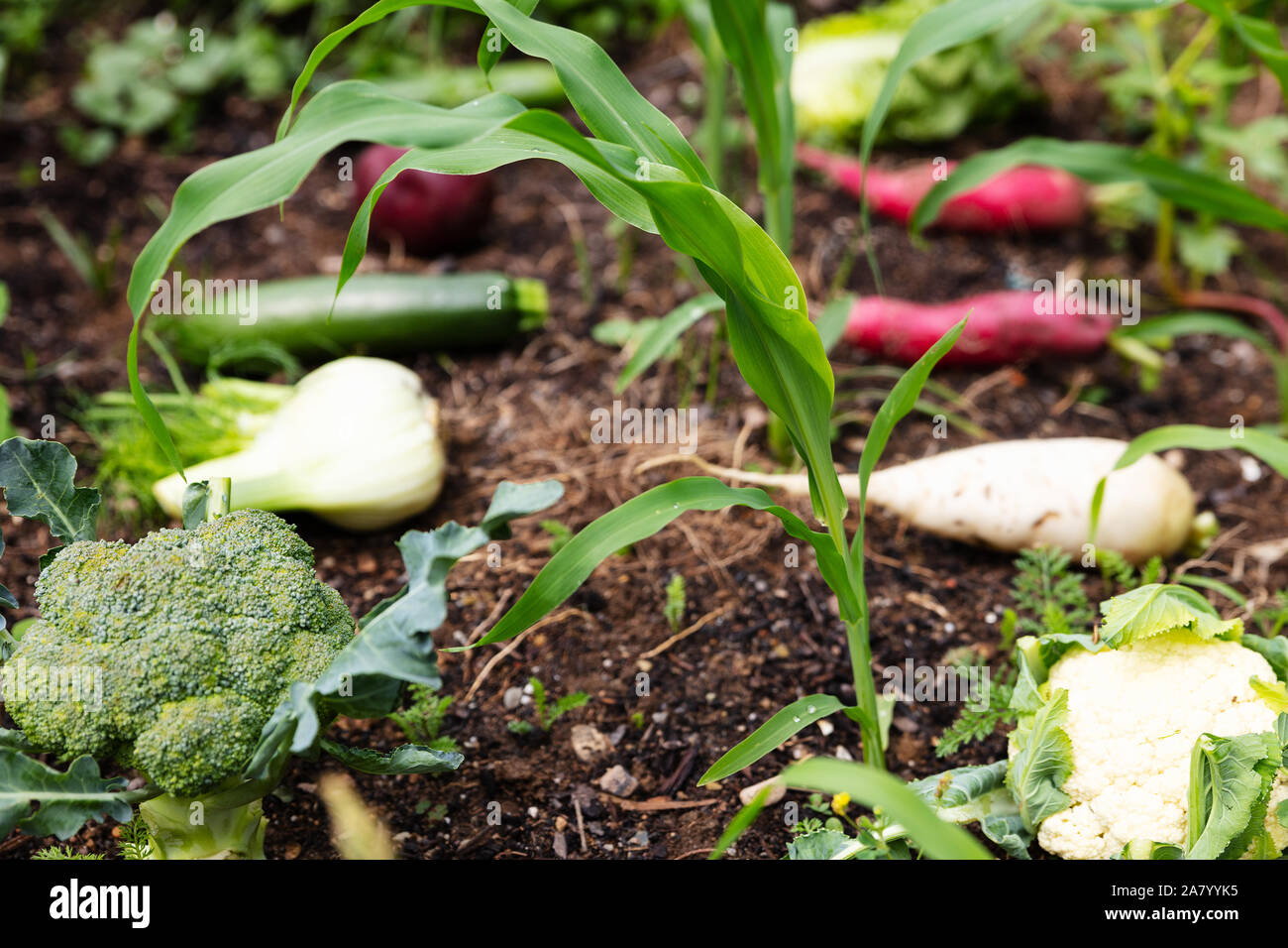 various organic vegetables in a corn field are lying on the ground ...