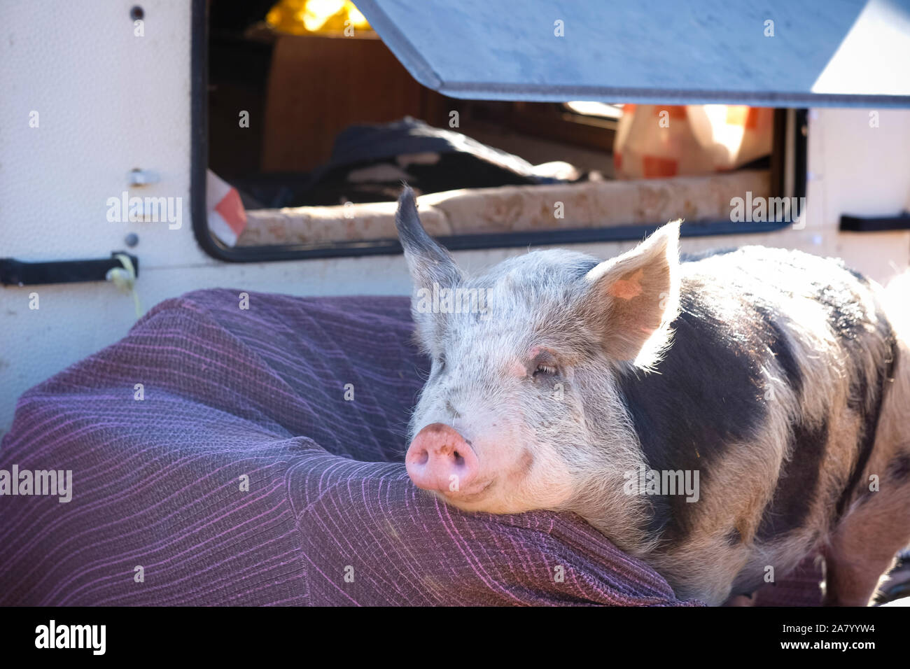 Farm Pig Lying Down High Resolution Stock Photography and Images - Alamy
