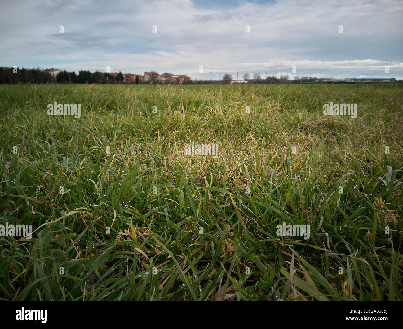Blades of grass during the winter in a meadow Stock Photo - Alamy