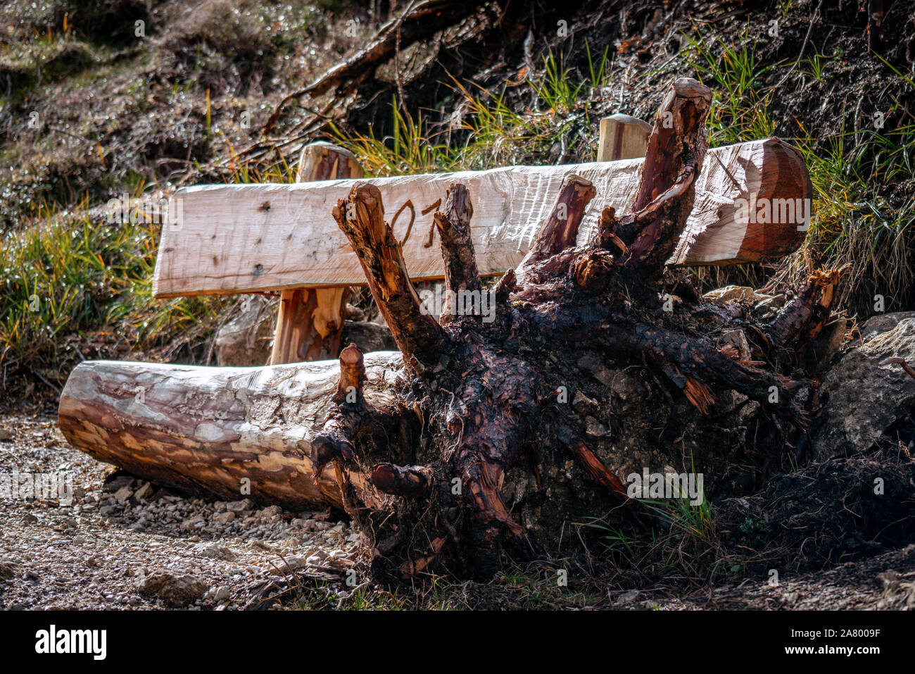 A very special wooden bench made from a tree trunk with the roots still ...