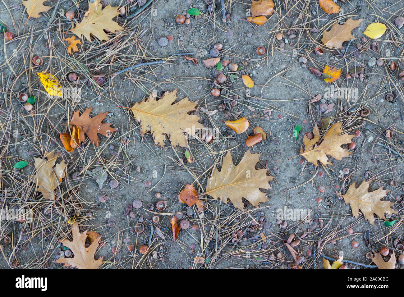 Autumn ground with fallen red oak quercus rubra leaves, acorns and pine ...