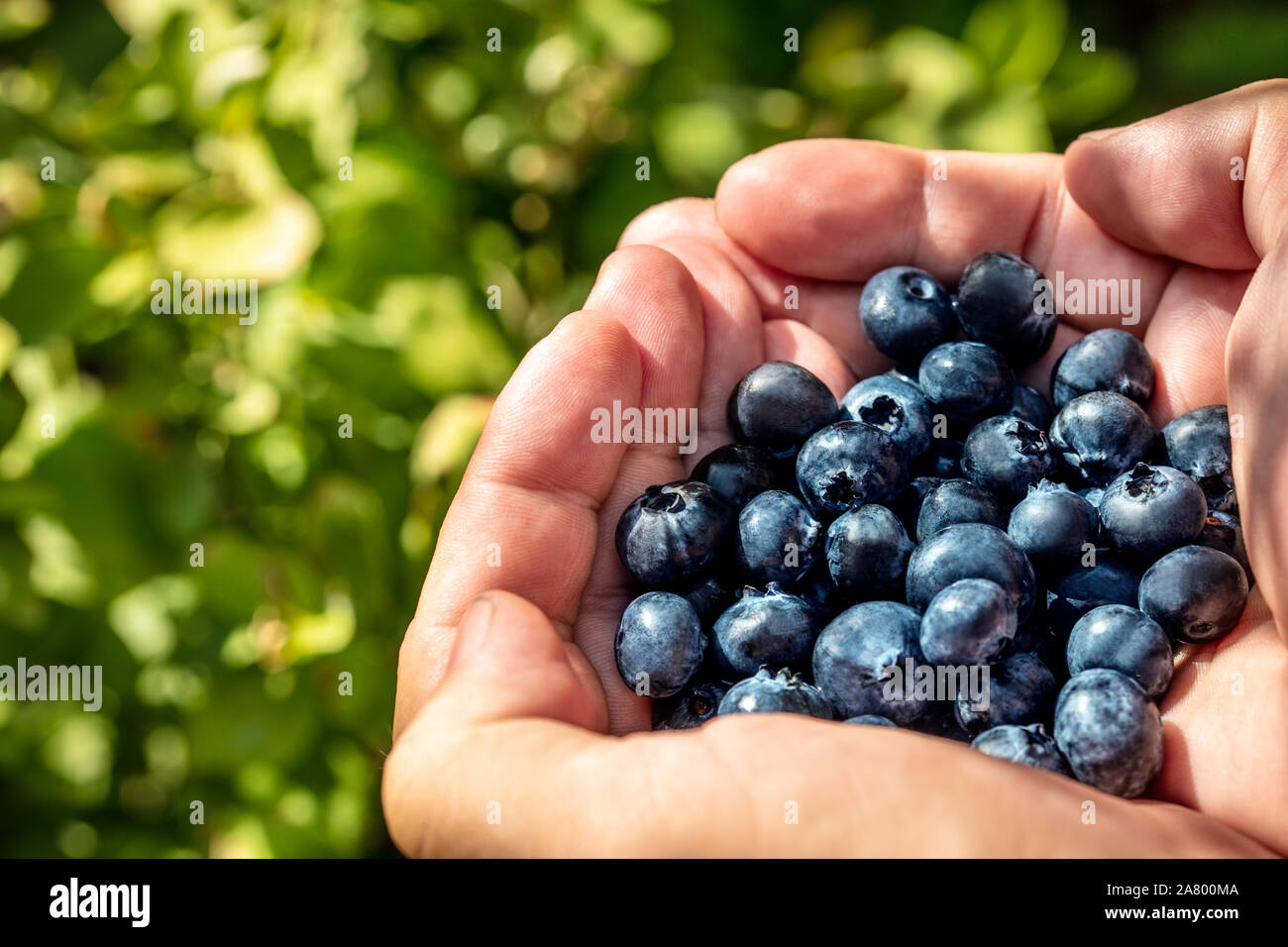 Hands holding fresh blueberries, shiny Vaccinium Corymbosum Plants in ...