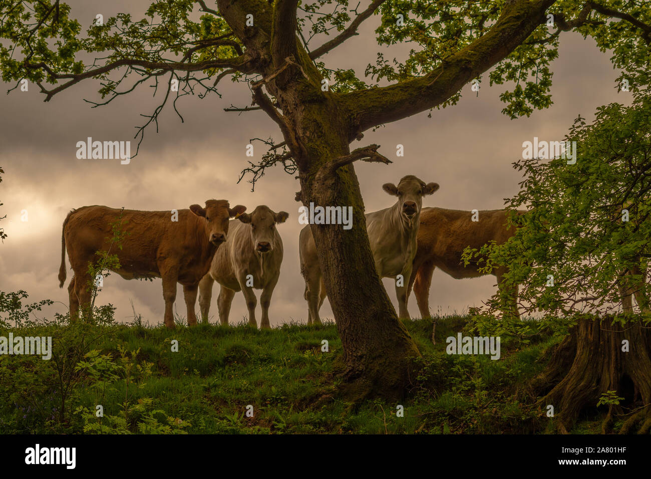 Four watching cows hi-res stock photography and images - Alamy