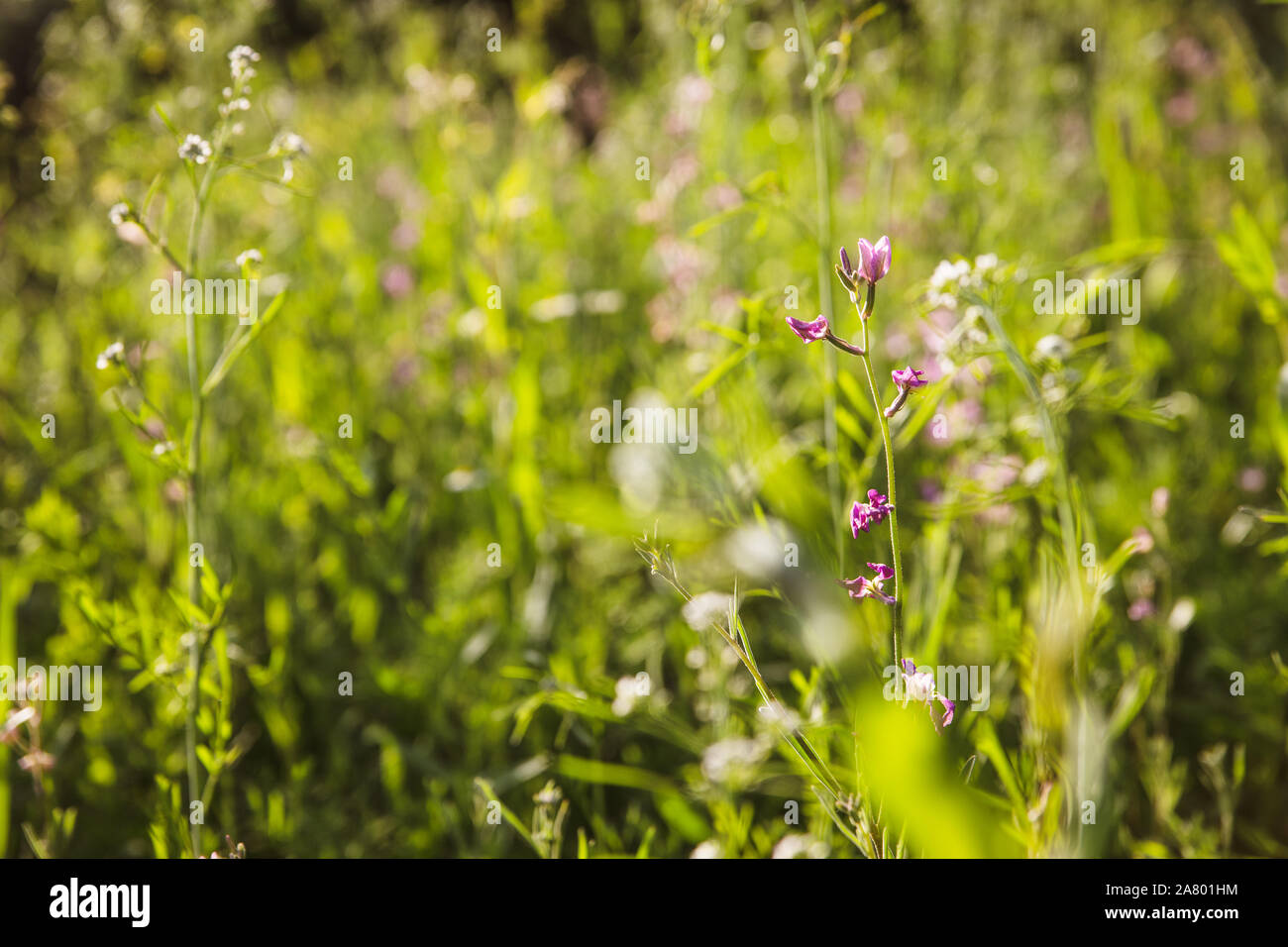 Native habitat of wild flowers and herbs for insects and wildlife ...