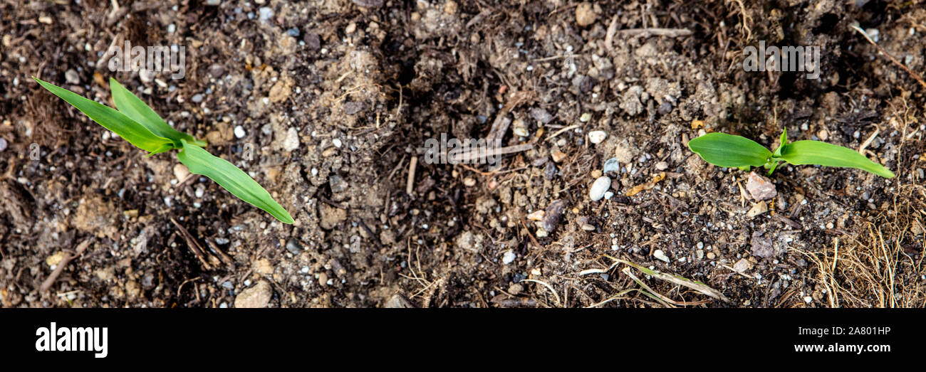 Topview, sprouts of sweetcorn growing up, development of zea mays ...