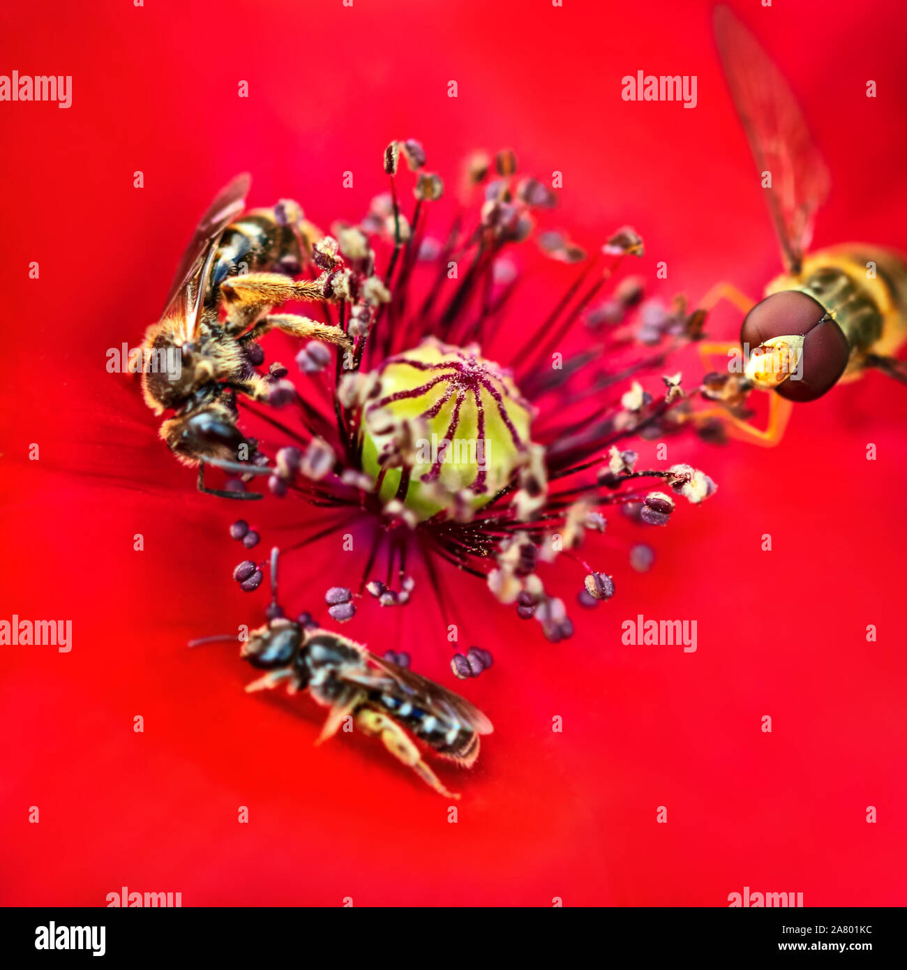Pollination insects hi-res stock photography and images - Alamy