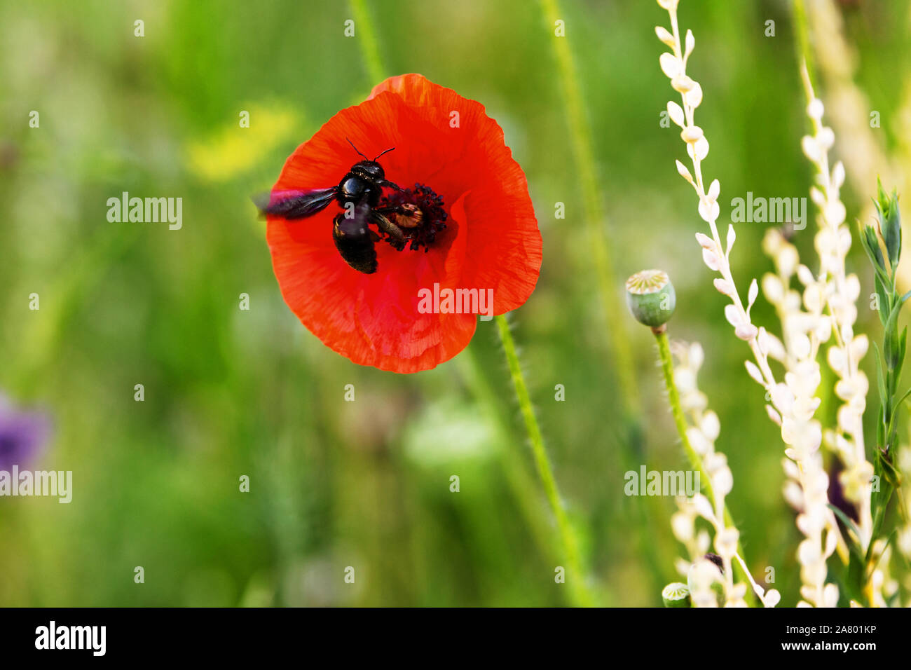 violet carpenter bee sitting on a red papaver blossom, wildlife habitat ...