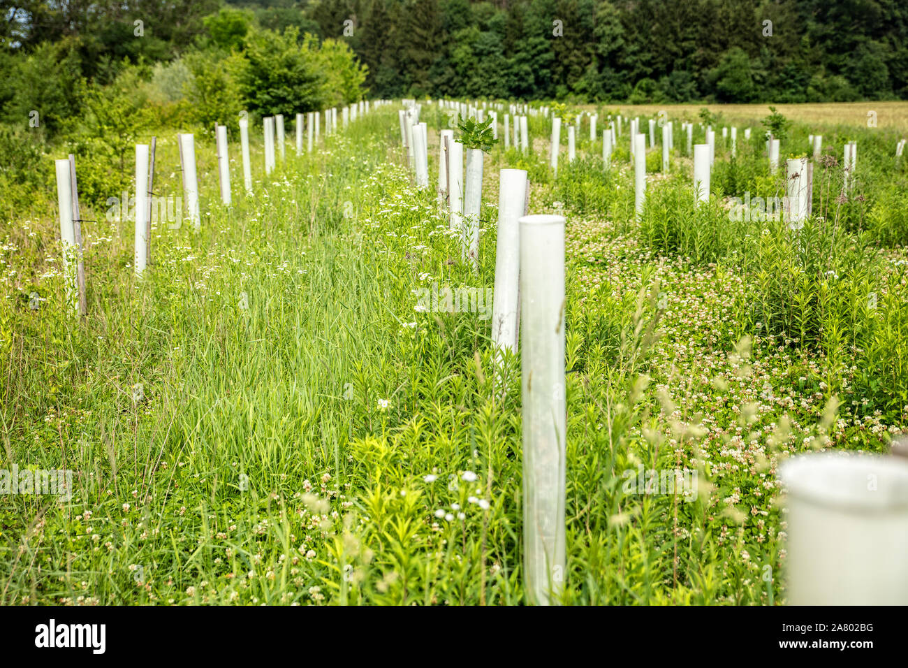 Tree protection tubes hi-res stock photography and images - Alamy