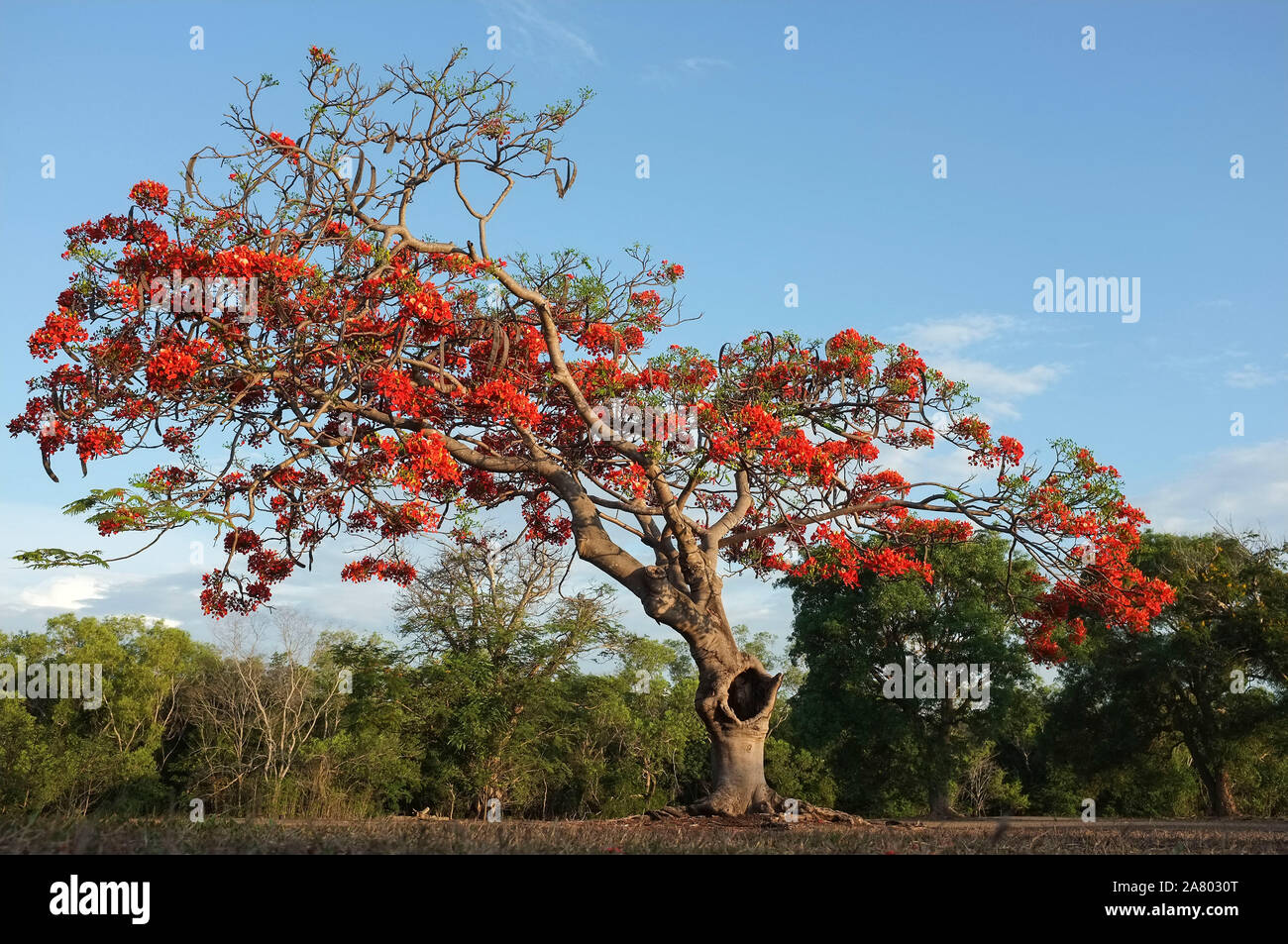 The royal poinciana, Delonix regia Stock Photo - Alamy