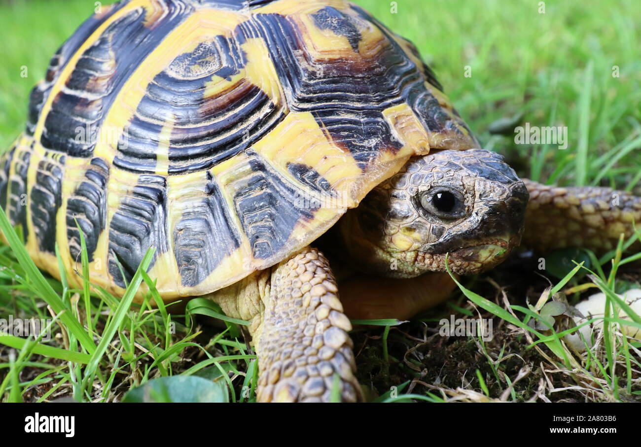 Turtoises hi-res stock photography and images - Alamy